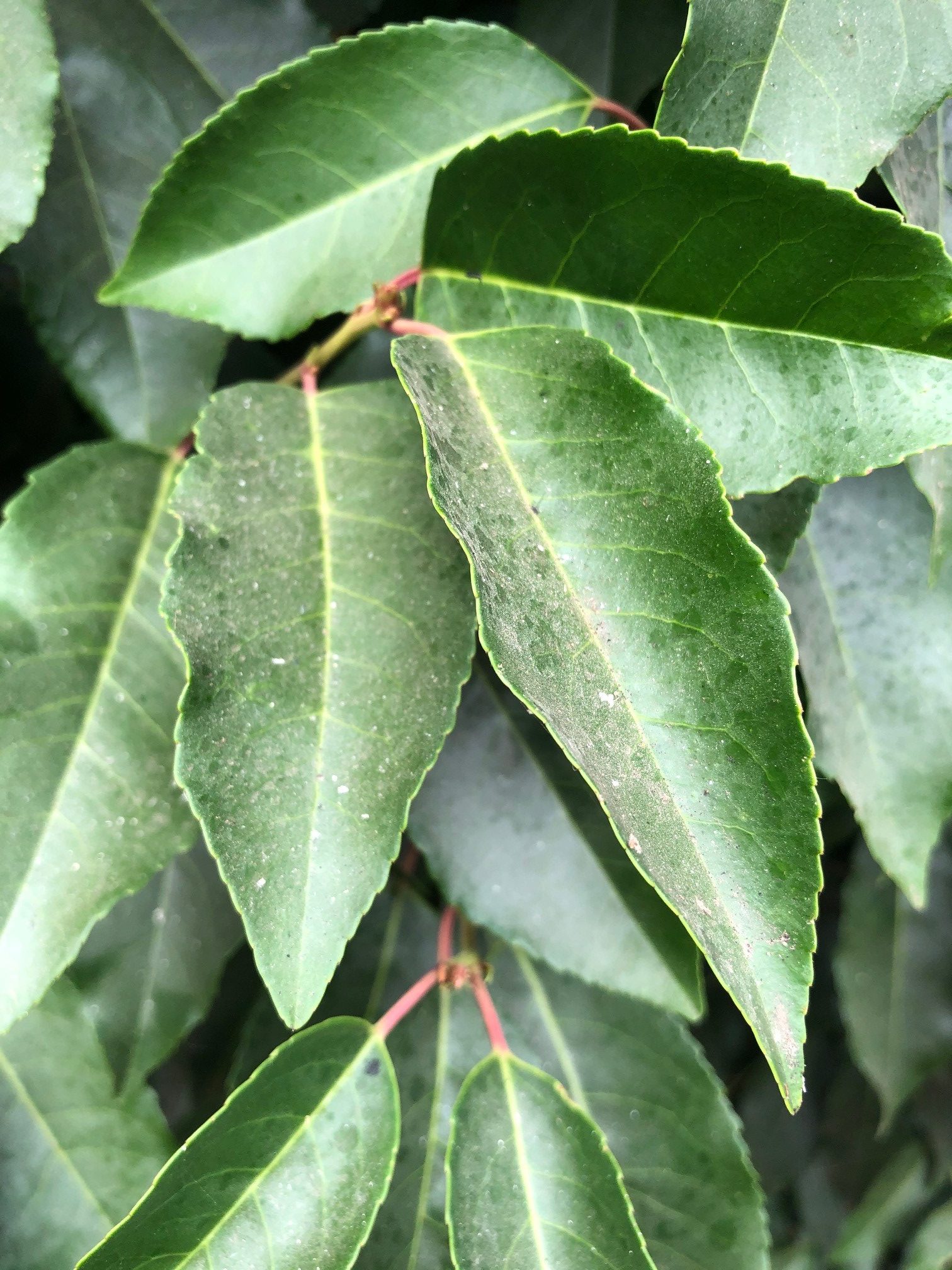 What should I do about all this ash in my yard? - Living Concepts ...